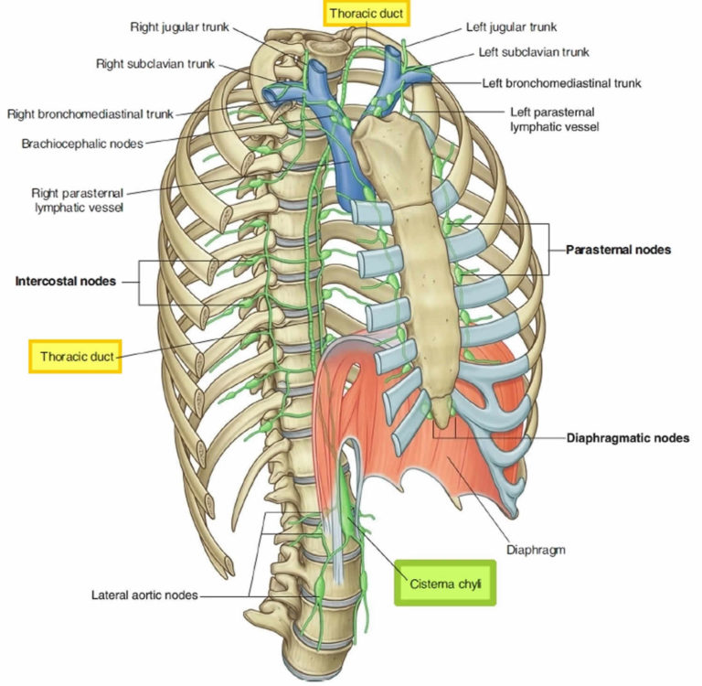 Chylothorax definition, causes, symptoms, diagnosis & treatment