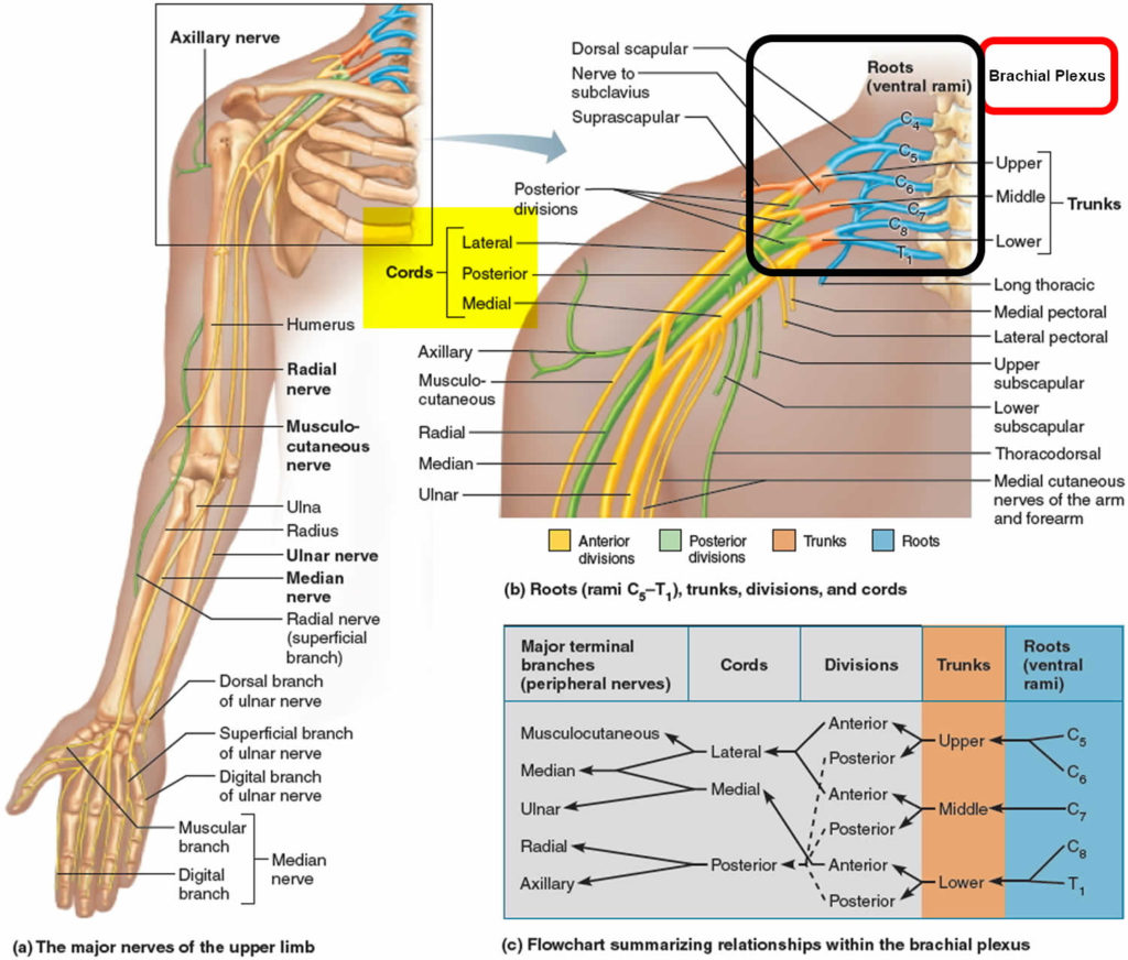 Burners and stingers causes, symptoms, diagnosis & treatment
